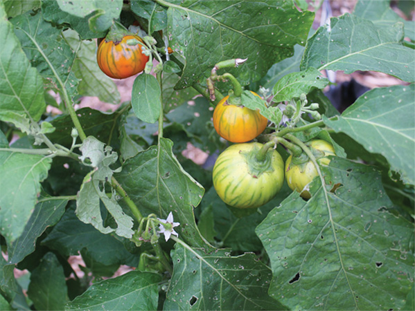 Les Exceptionnelles®